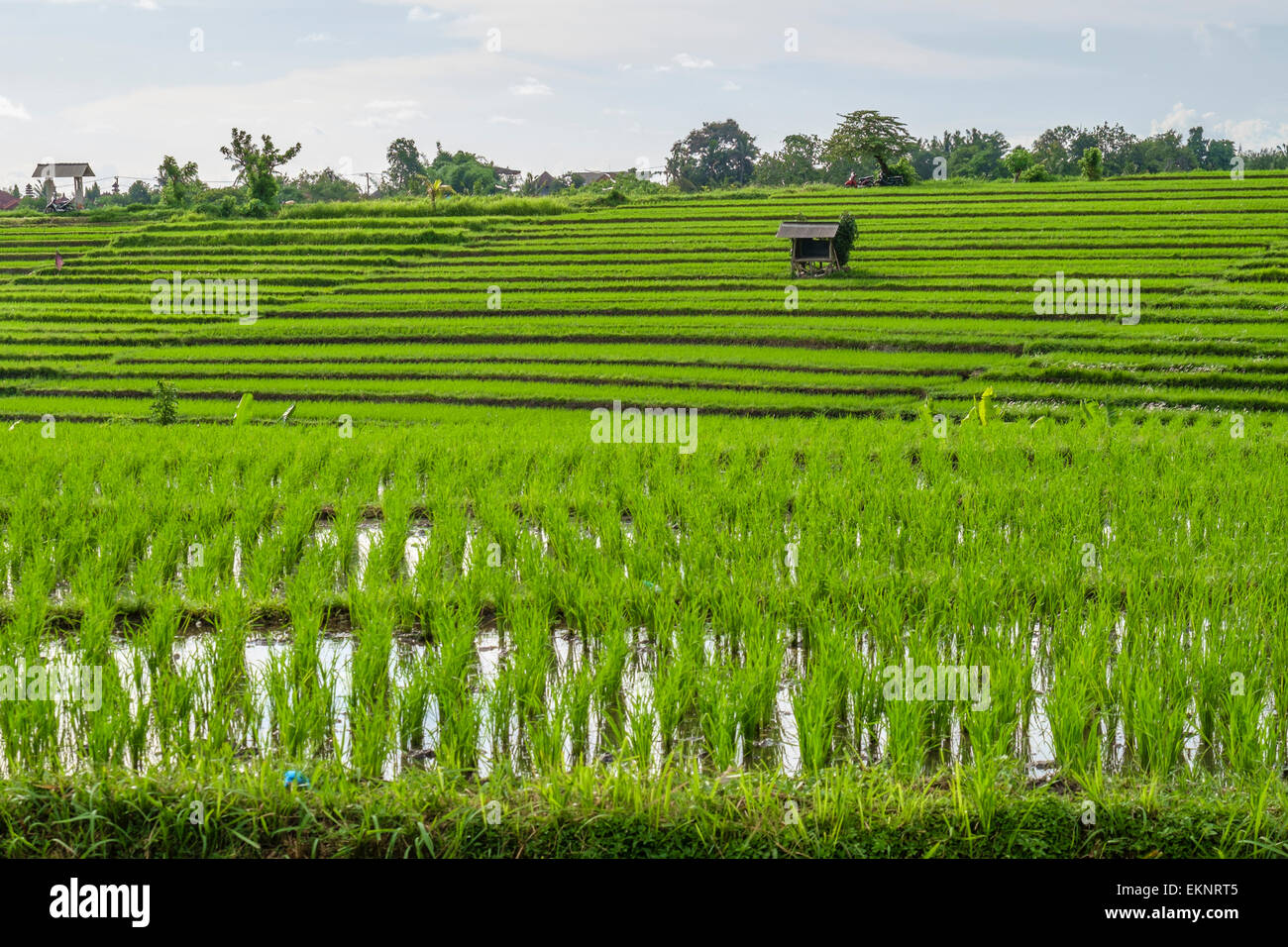 Rice field canggu hi-res stock photography and images - Alamy