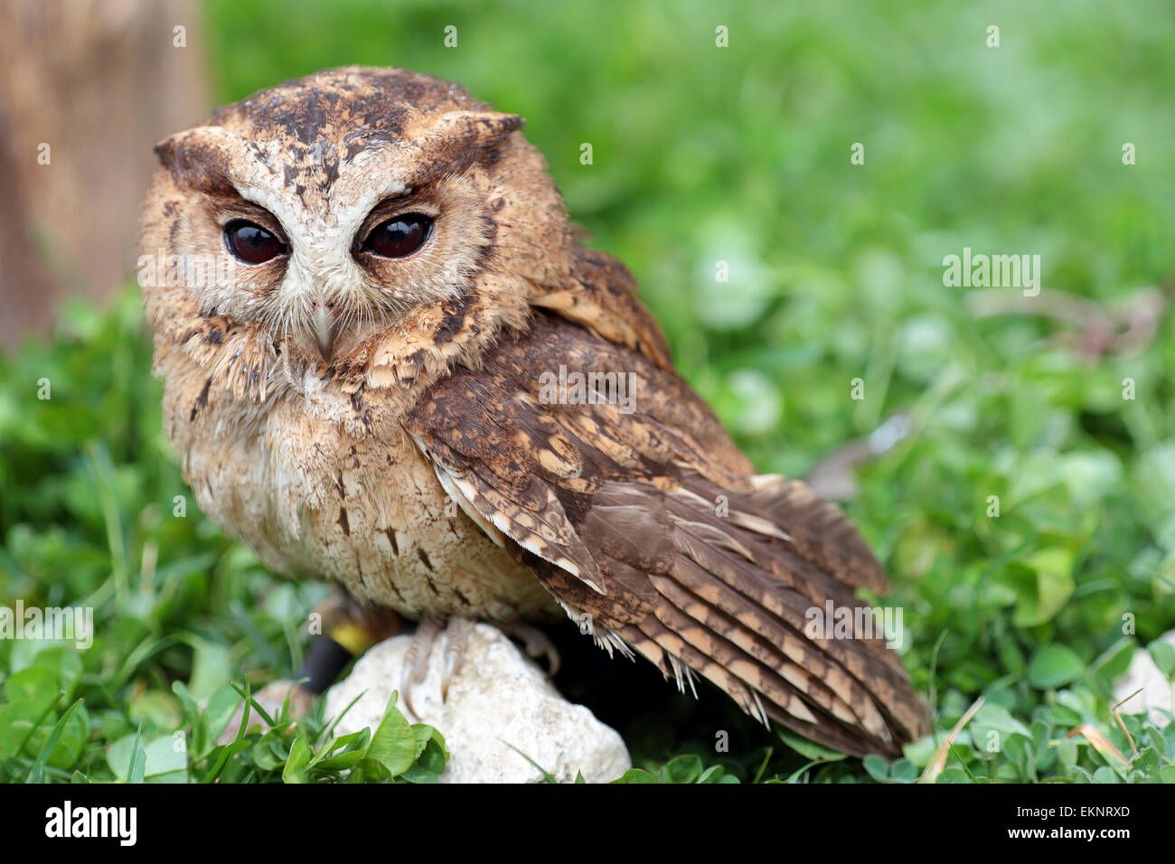 Reddish Scops Owl