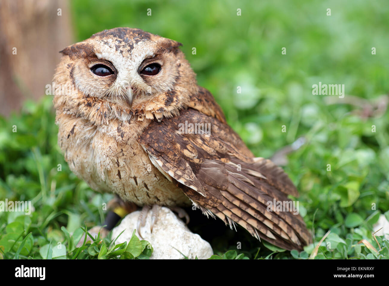 Sunda scops owl hi-res stock photography and images - Alamy