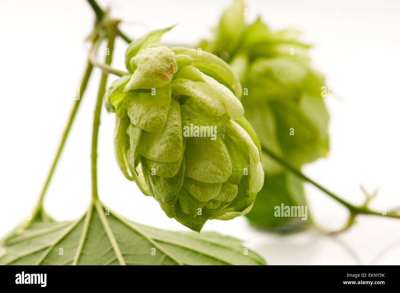 Hop cone and leaves on white background Stock Photo - Alamy