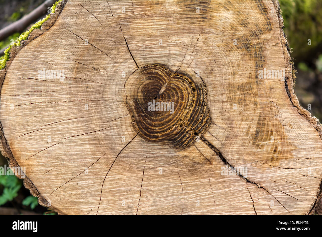 Cross section of tree trunk showing growth cracked rings Stock Photo ...