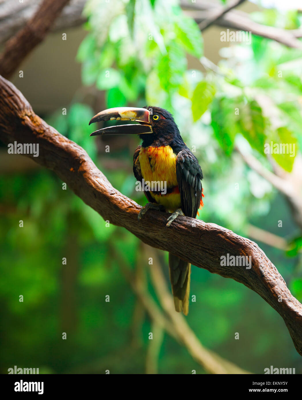 Collared Aracari Agarrado Pteroglossus torquatus toucan Stock Photo - Alamy