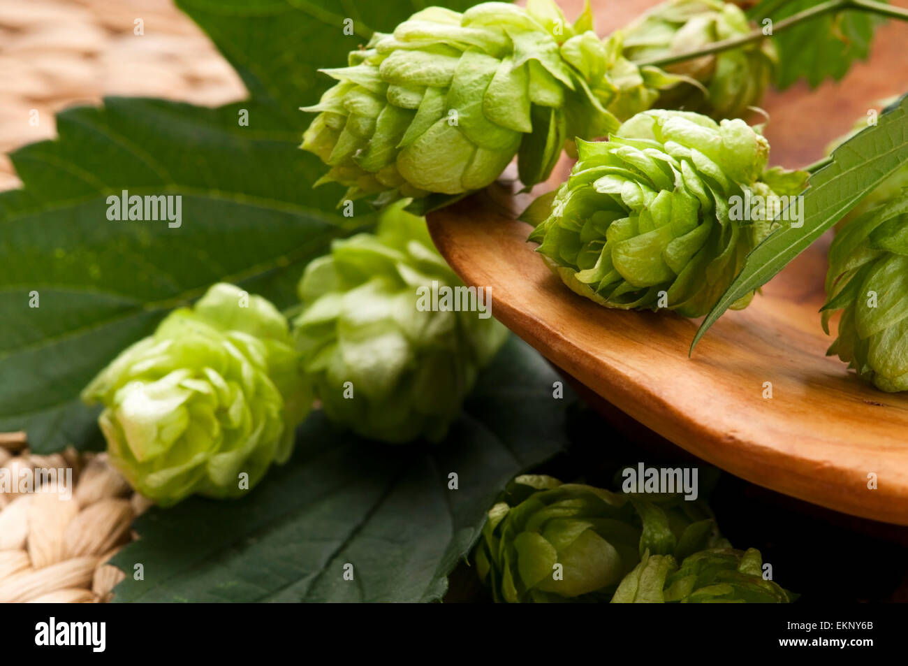 Hop cone and leaves Stock Photo - Alamy