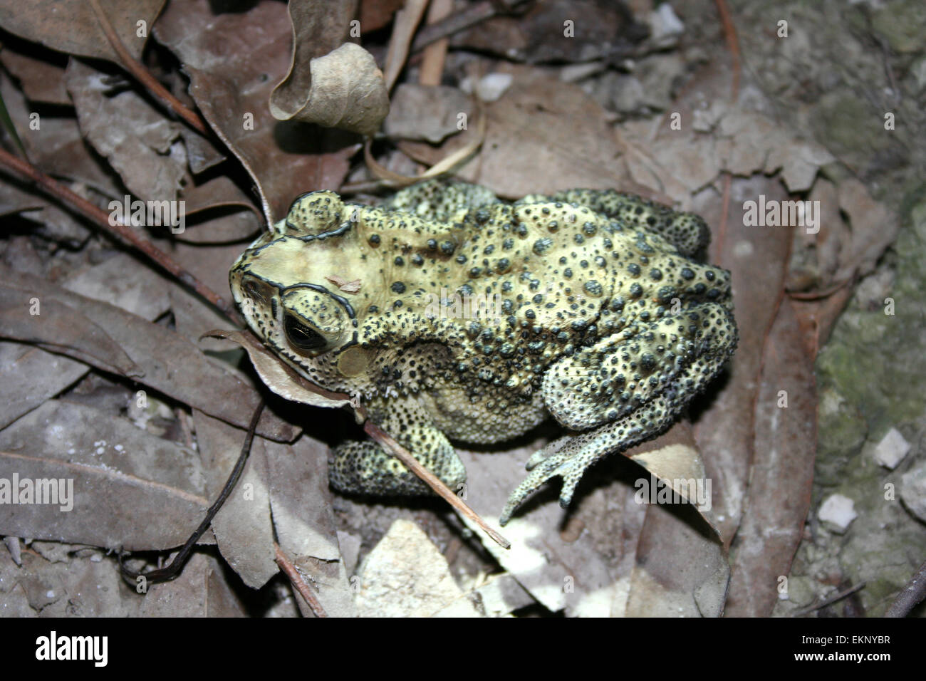 Common Indian Toad, Duttaphrynus Melanostictus Stock Photo - Alamy
