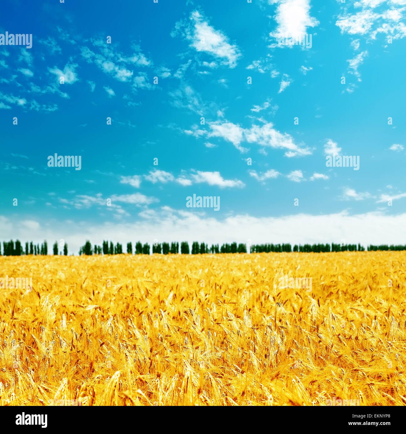 field with gold harvest under cloudy sky Stock Photo - Alamy