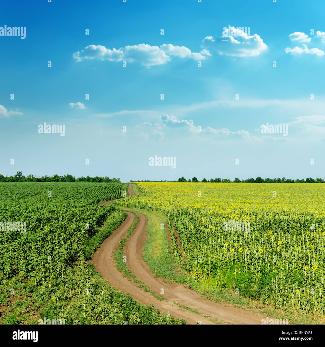 winding rural road in green fields with sunflowers and blue clou Stock ...