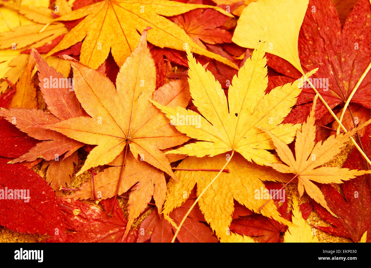 Maple stem with leaves hi-res stock photography and images - Alamy