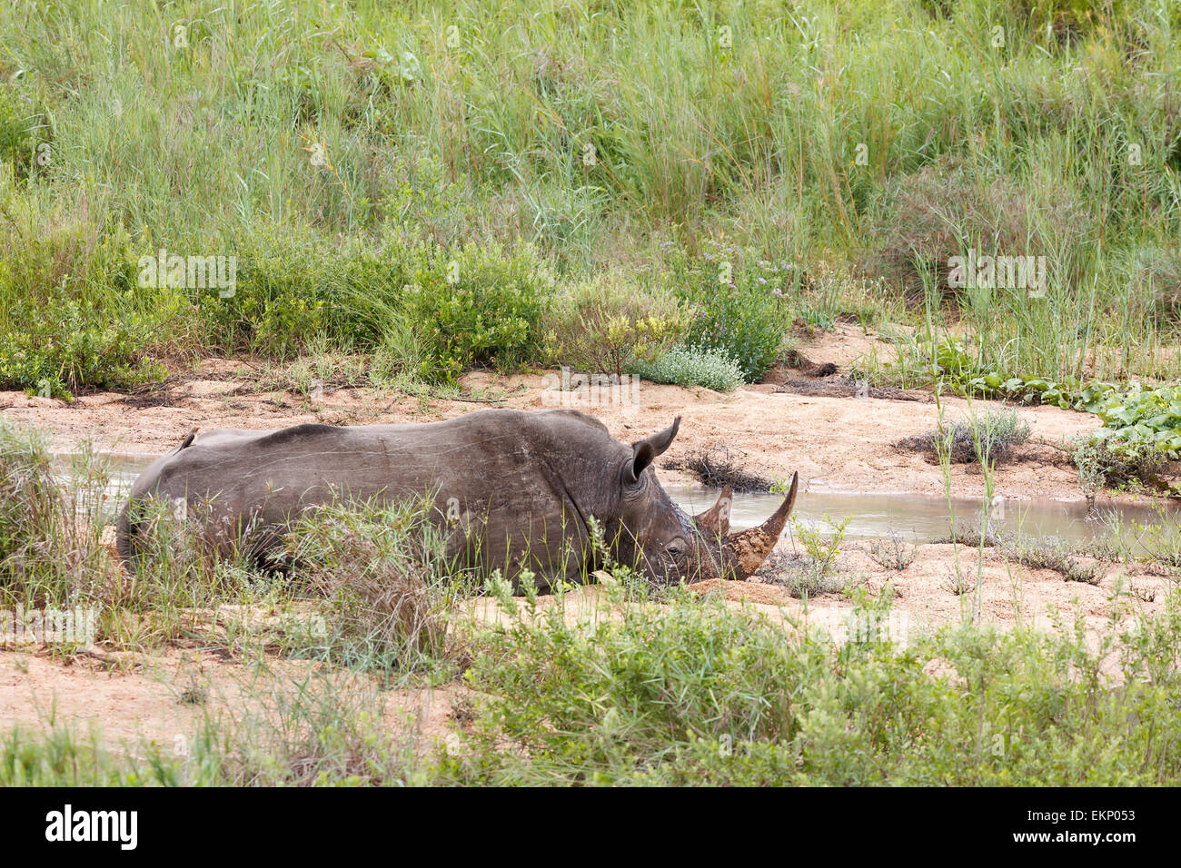 Sad rhino hi-res stock photography and images - Alamy