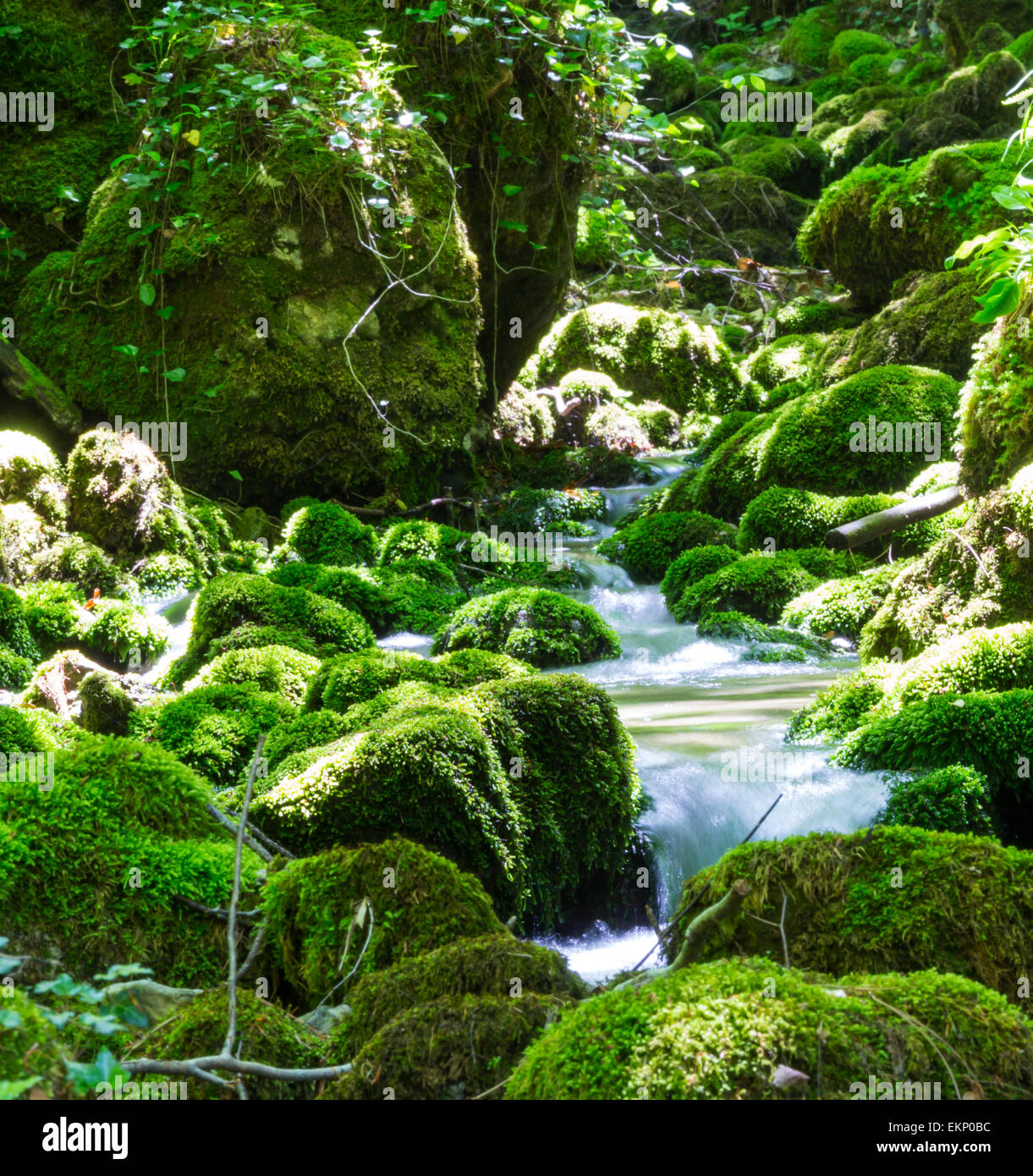 Creek in forest Stock Photo - Alamy