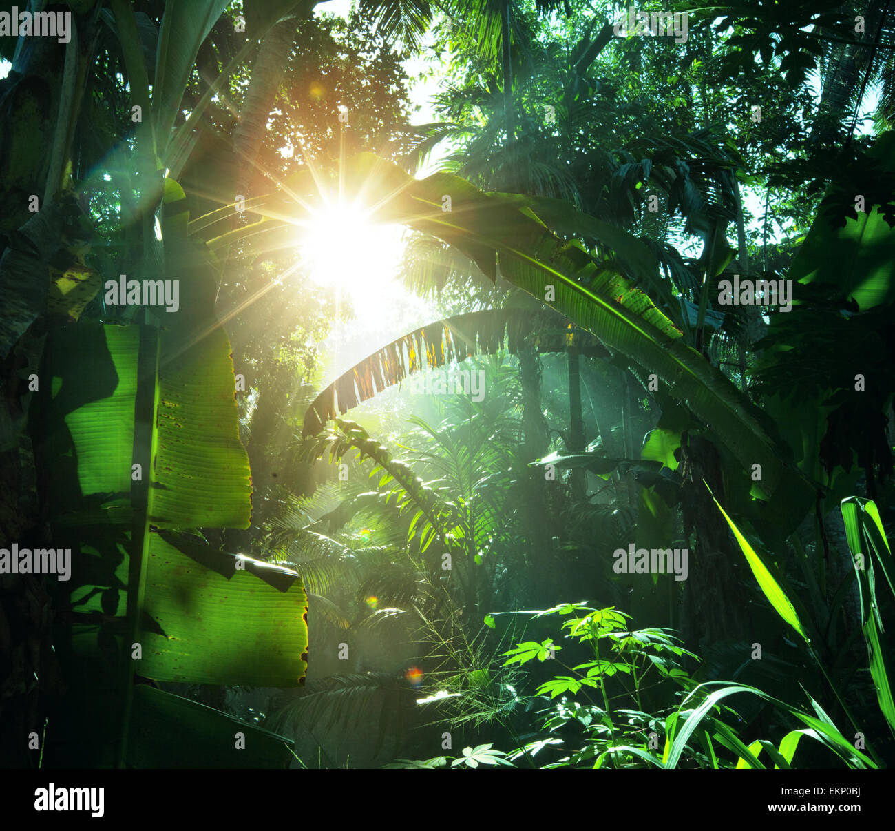 Dense jungle in vietnam hi-res stock photography and images - Alamy