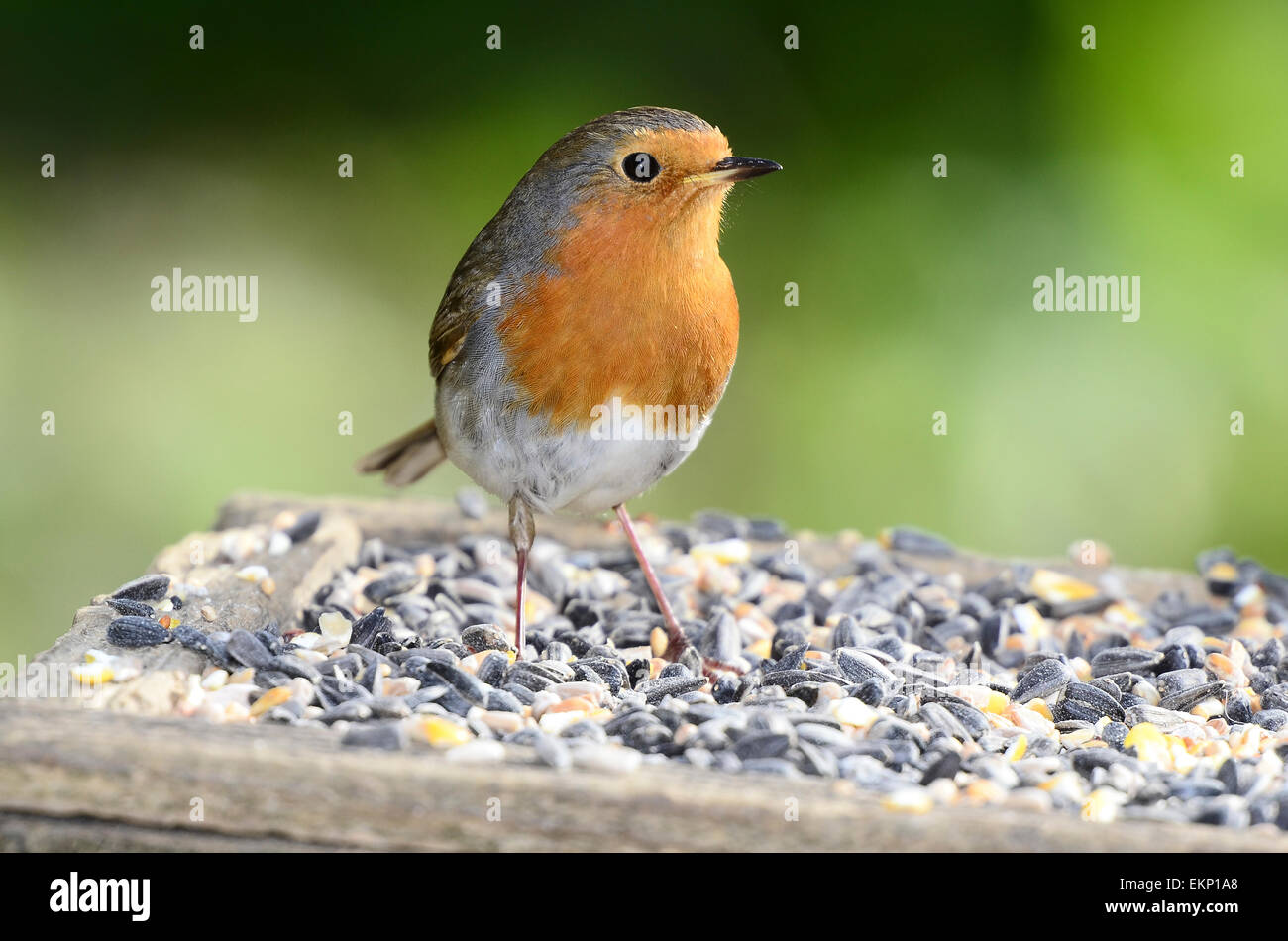 Robin redbreast erithacus rubecula hi-res stock photography and images ...