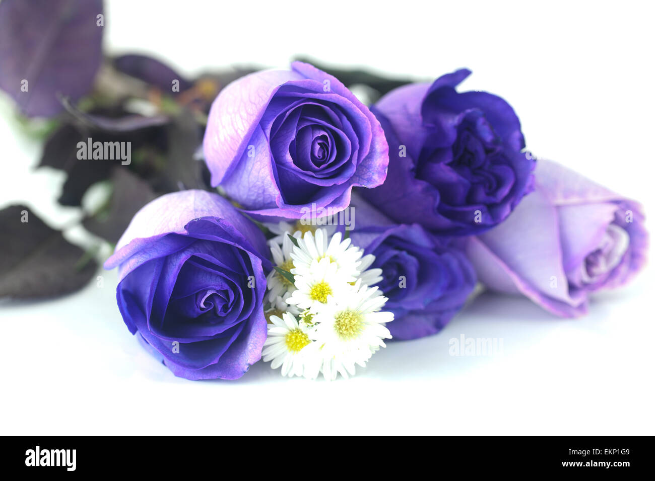 bouquet of beautiful violet roses and chamomiles Stock Photo - Alamy