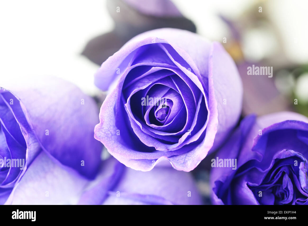 macro background of beautiful violet roses Stock Photo - Alamy