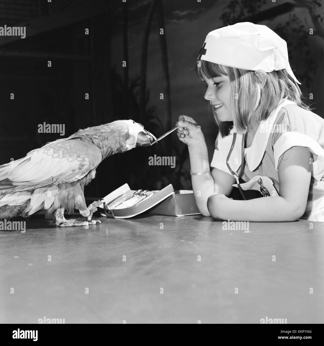 Two of the performing parrots at the Windsor Safari Park were feeling a ...