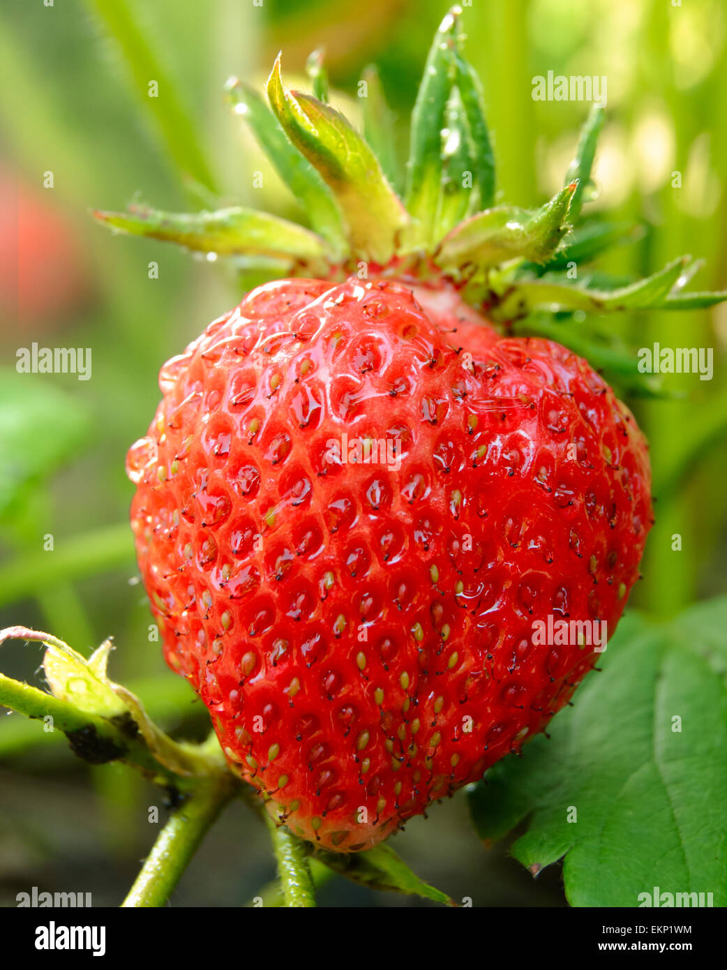 Ripe edible strawberry hi-res stock photography and images - Alamy