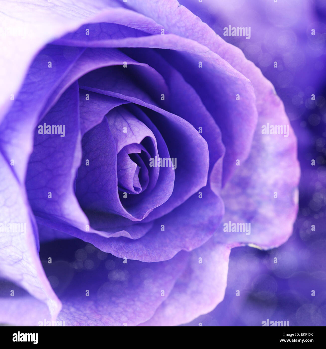 macro background of beautiful violet roses Stock Photo - Alamy