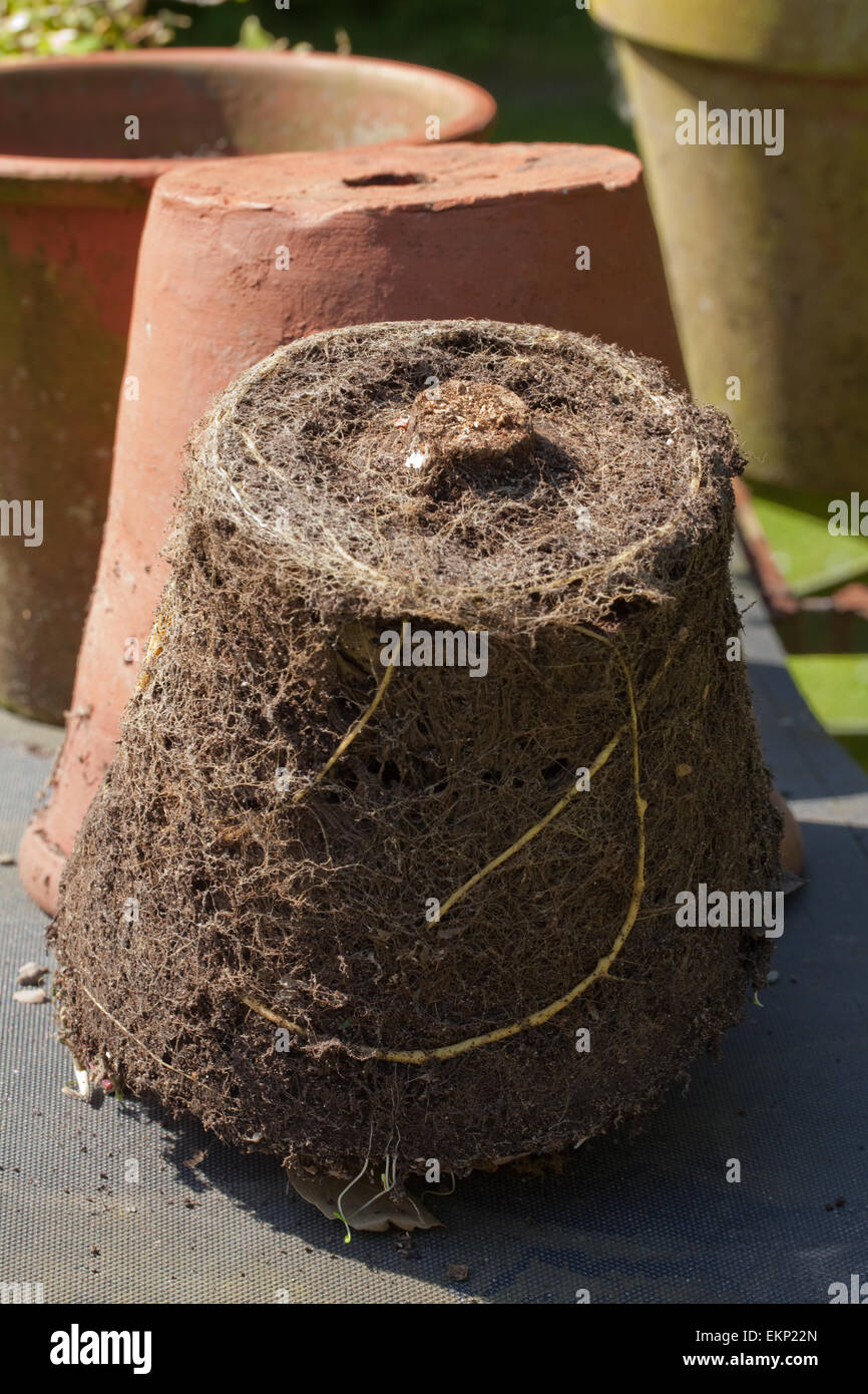 Root bound plant removed from plant pot Stock Photo - Alamy