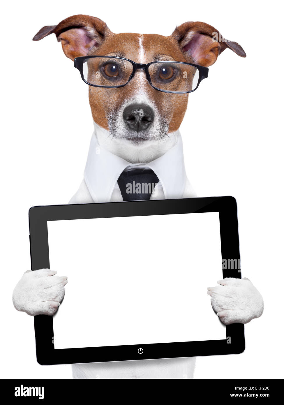 Business dog hi-res stock photography and images - Alamy