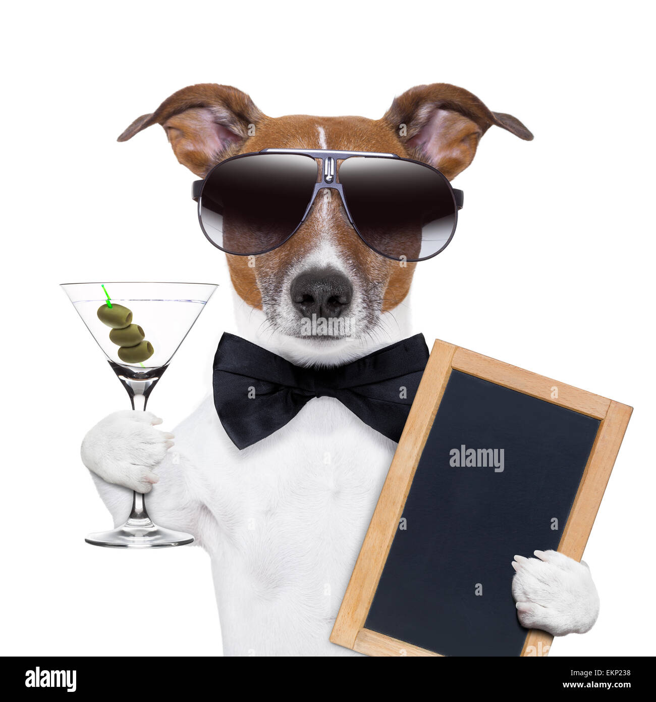Dog congratulations hi-res stock photography and images - Alamy