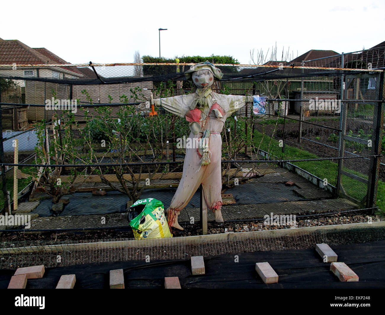 London garden allotment hi-res stock photography and images - Alamy