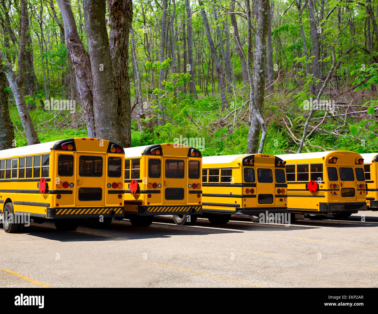 American typical school buses row in a forest outdoor Stock Photo - Alamy