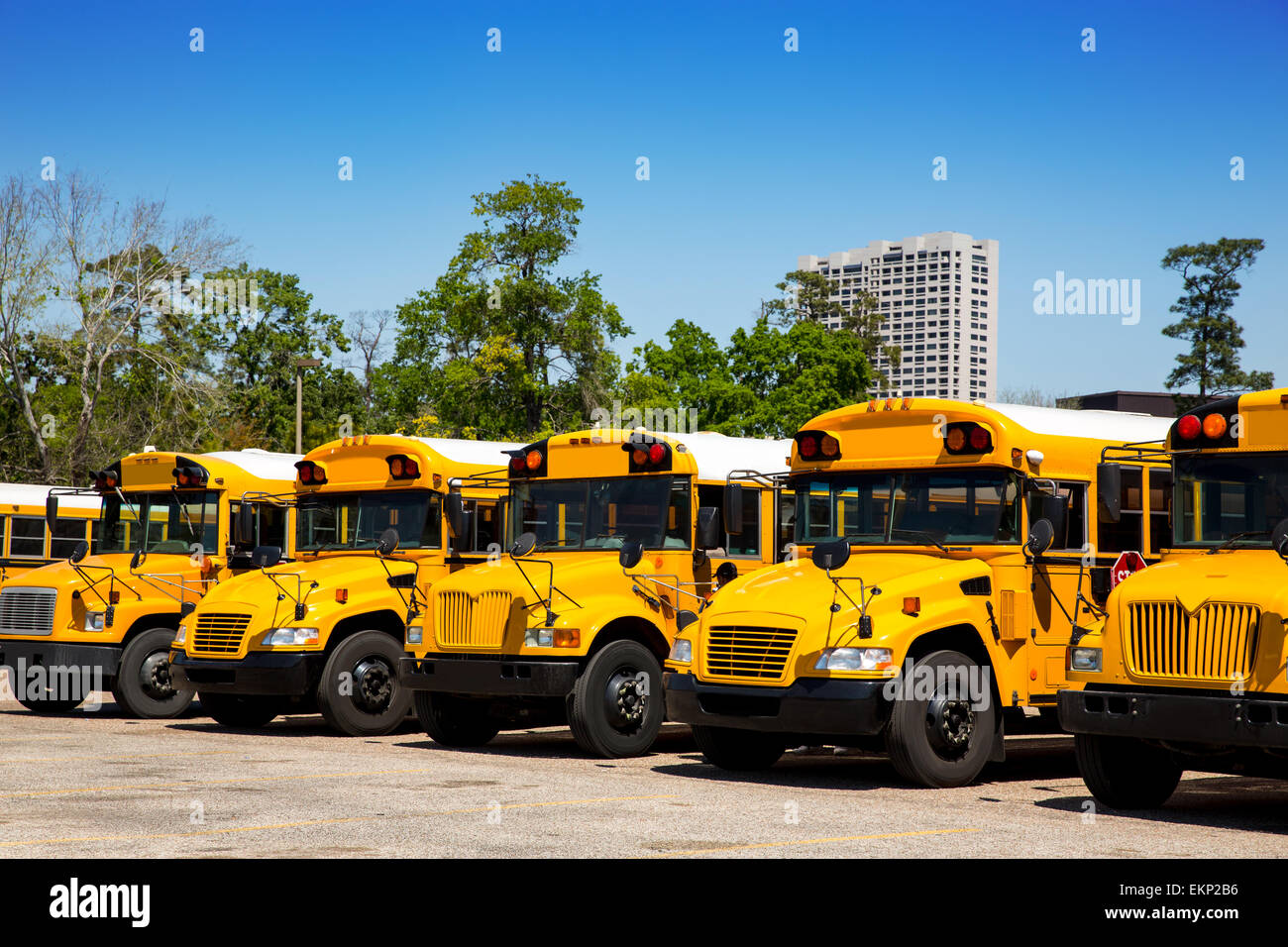 American typical school buses row in a parking lot Stock Photo - Alamy