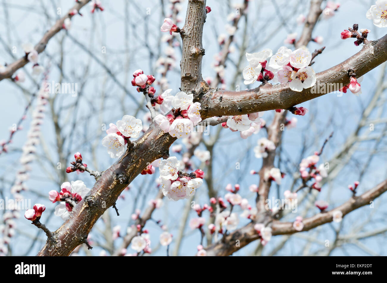 Closeup of the blossoms of fertile blooming tree in a beautiful spring ...