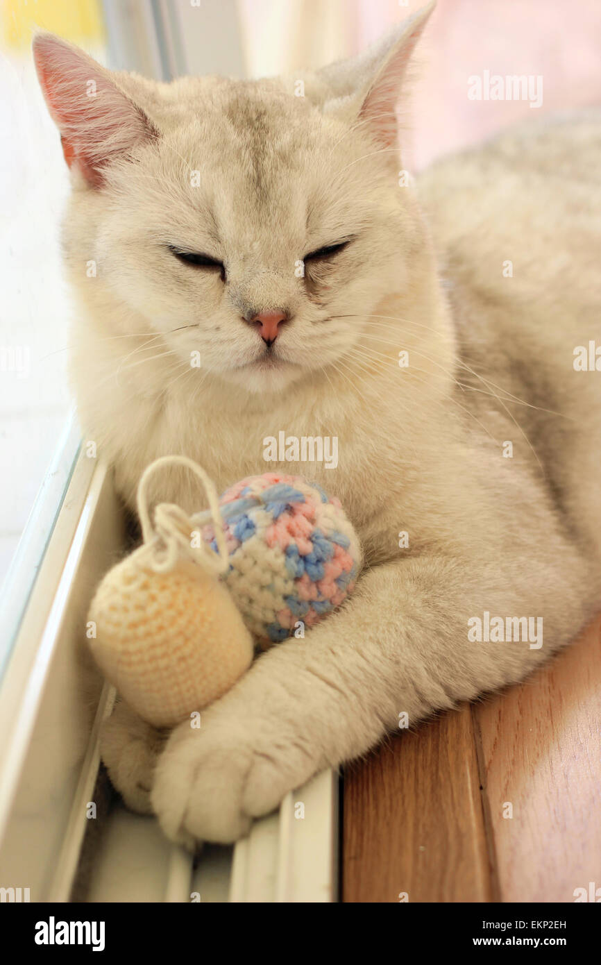 Cat fur ball hi-res stock photography and images - Alamy