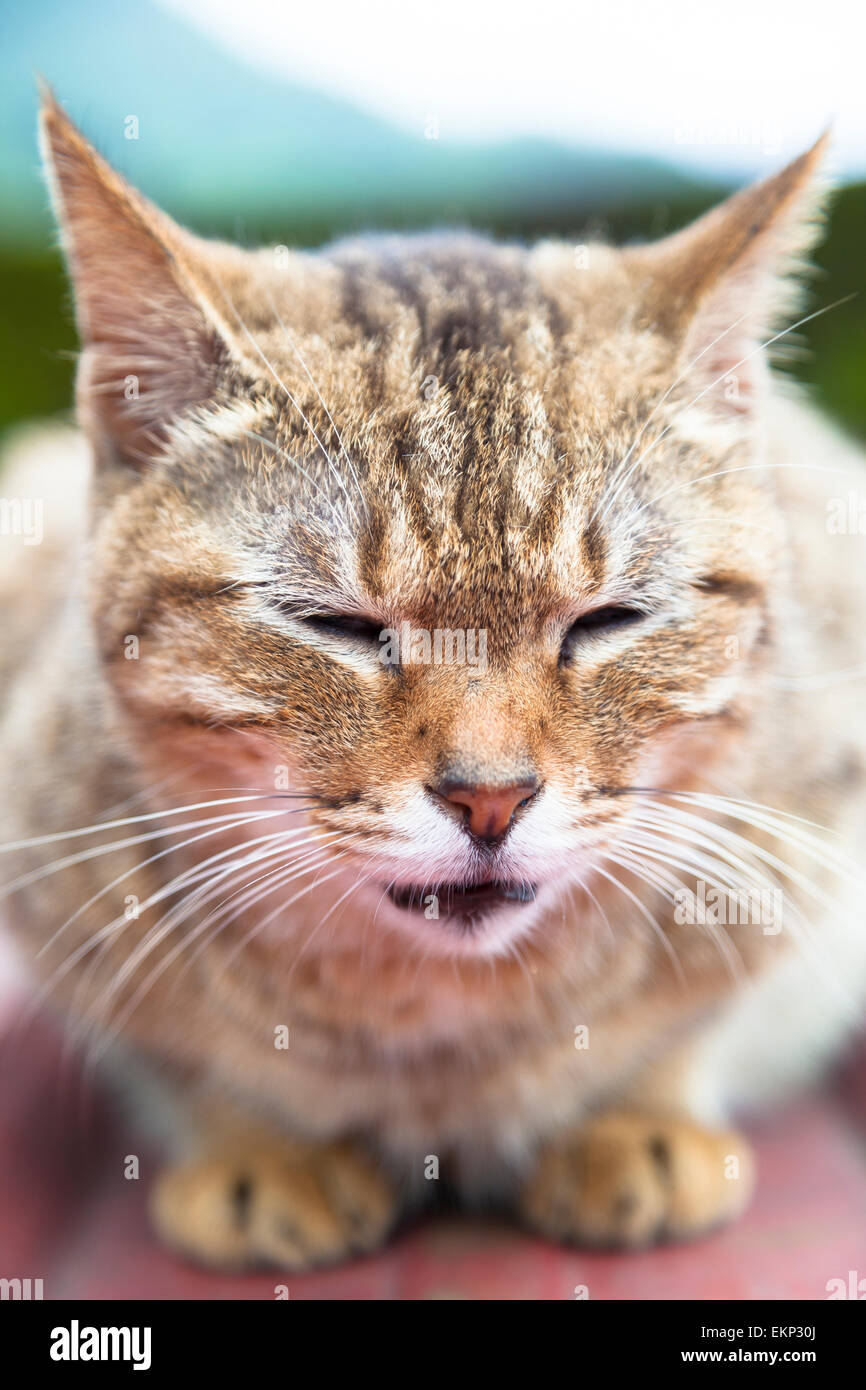close up face of cat Stock Photo - Alamy