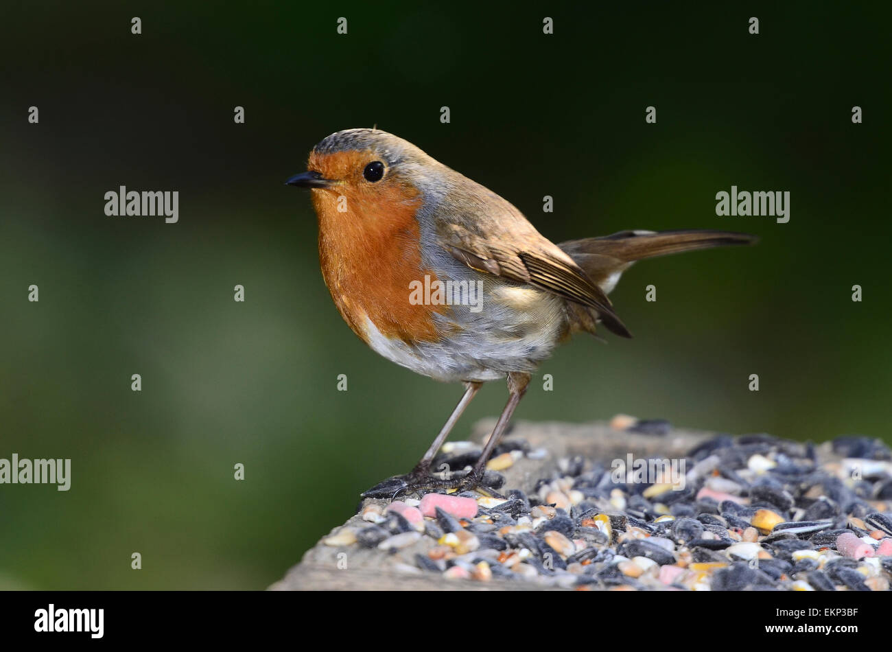 Robin and christmas hi-res stock photography and images - Alamy