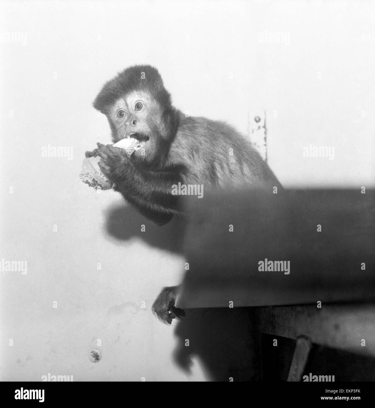 Capucine 1970s hi-res stock photography and images - Alamy