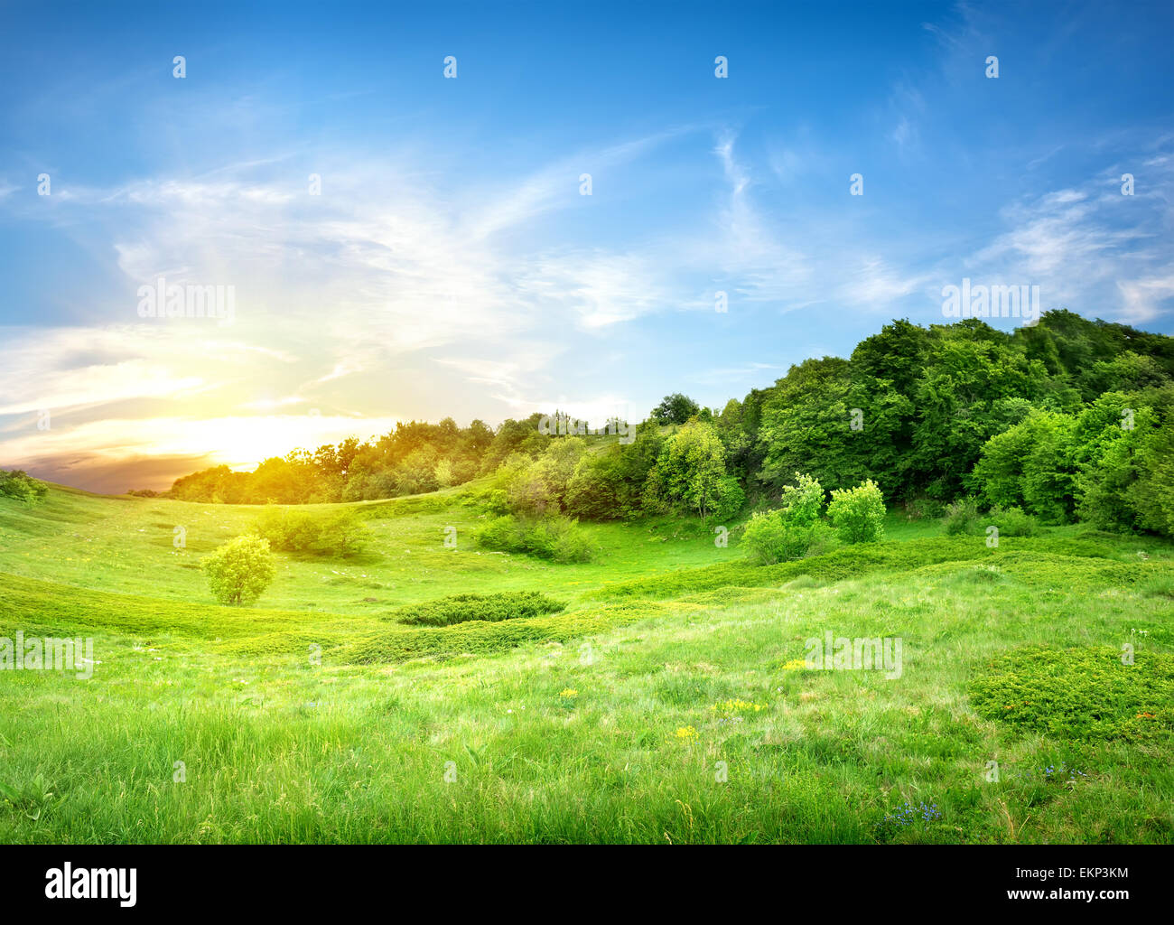 Field near and forest Stock Photo - Alamy