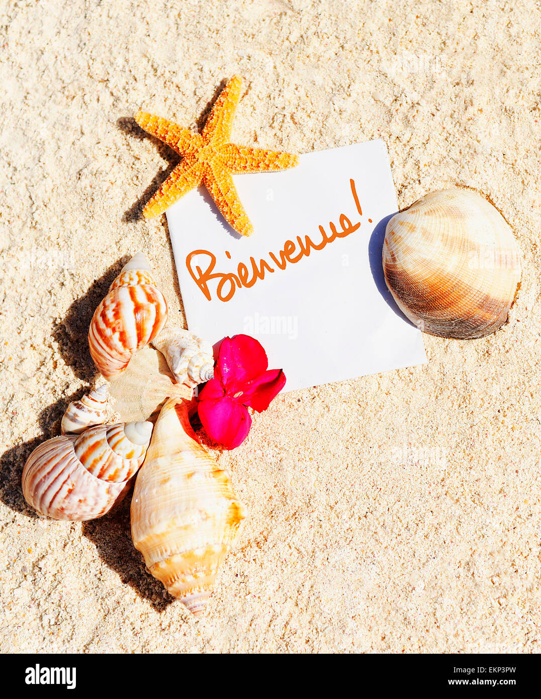 Blank paper beach sand starfish shells summer Stock Photo - Alamy