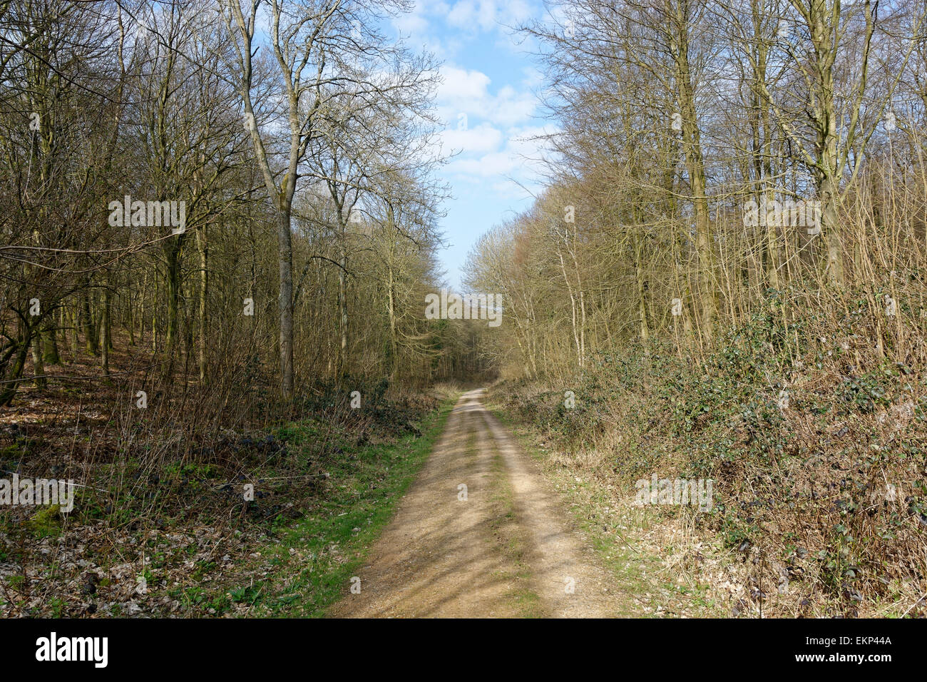 Brightstone forest hi-res stock photography and images - Alamy