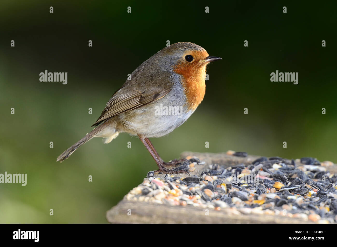 Christmas robin hi-res stock photography and images - Alamy