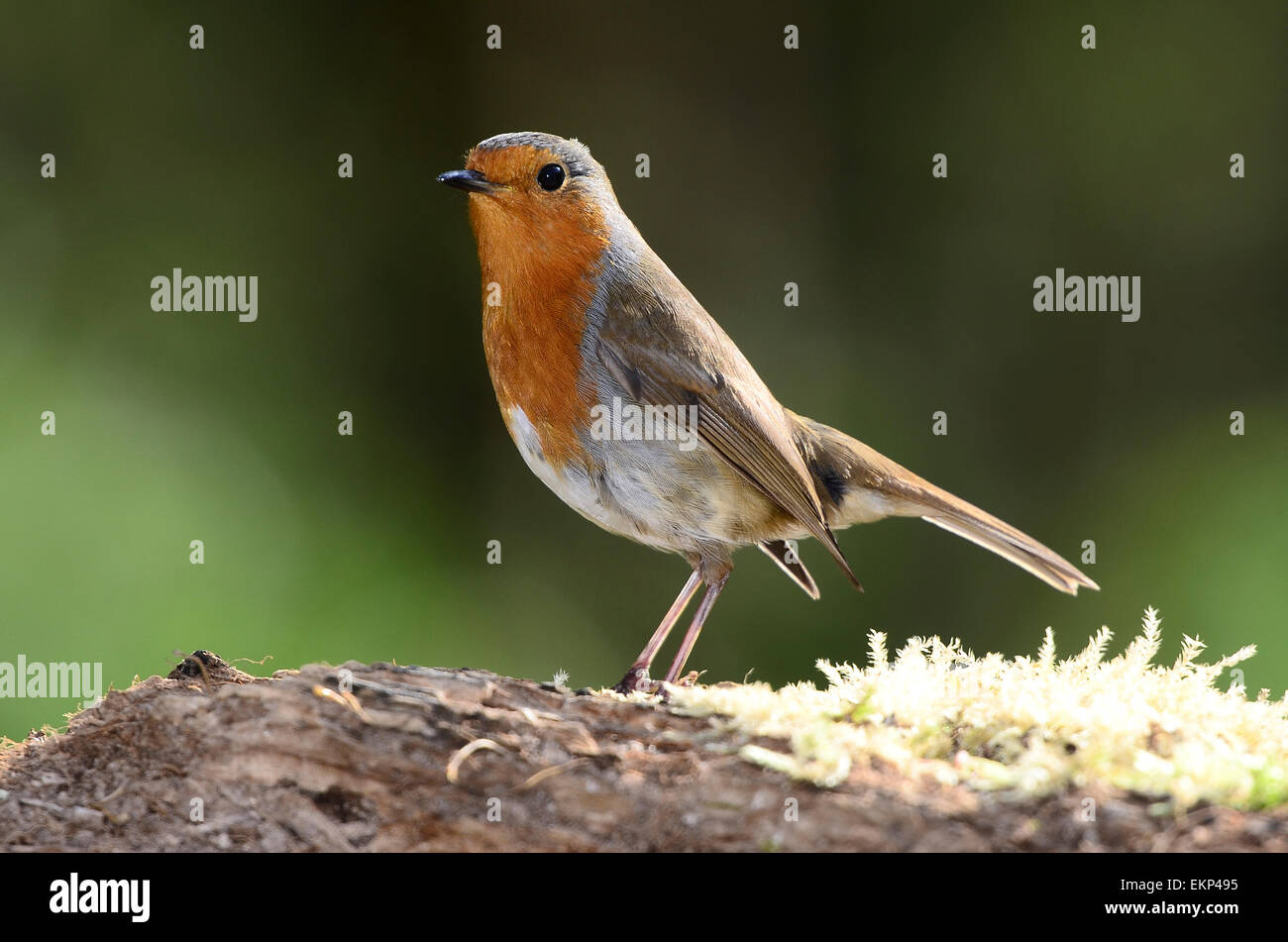 Robin bird insectivore hi-res stock photography and images - Alamy