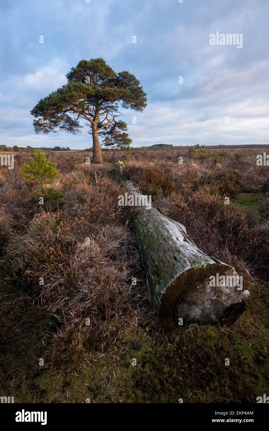 Plain tree hi-res stock photography and images - Alamy