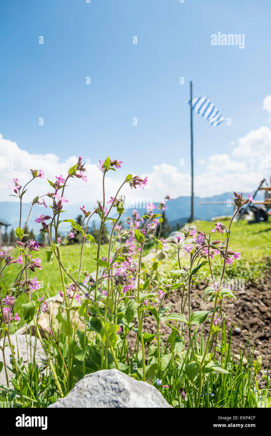 Flowers in alps Stock Photo - Alamy