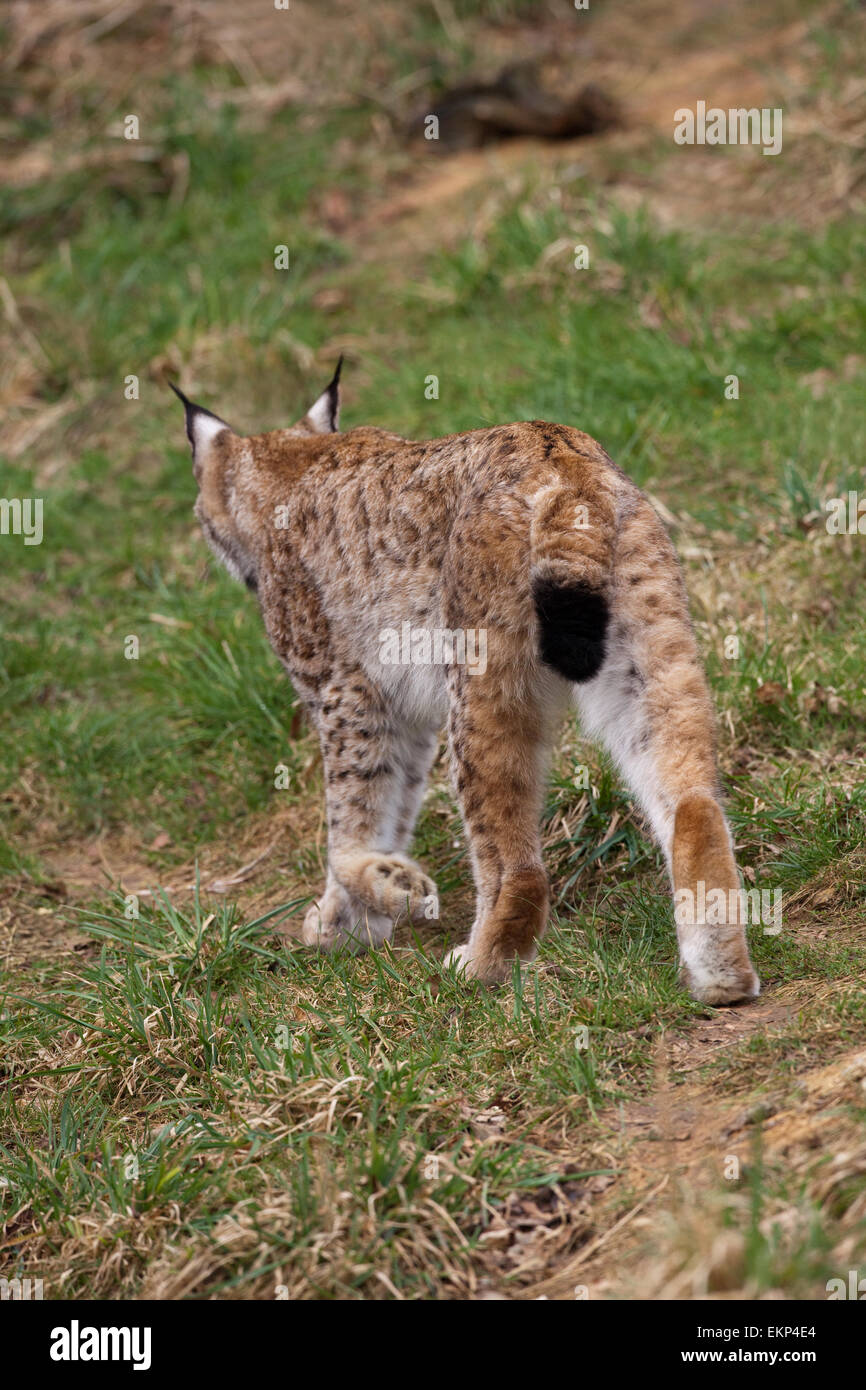 Lynx Tail