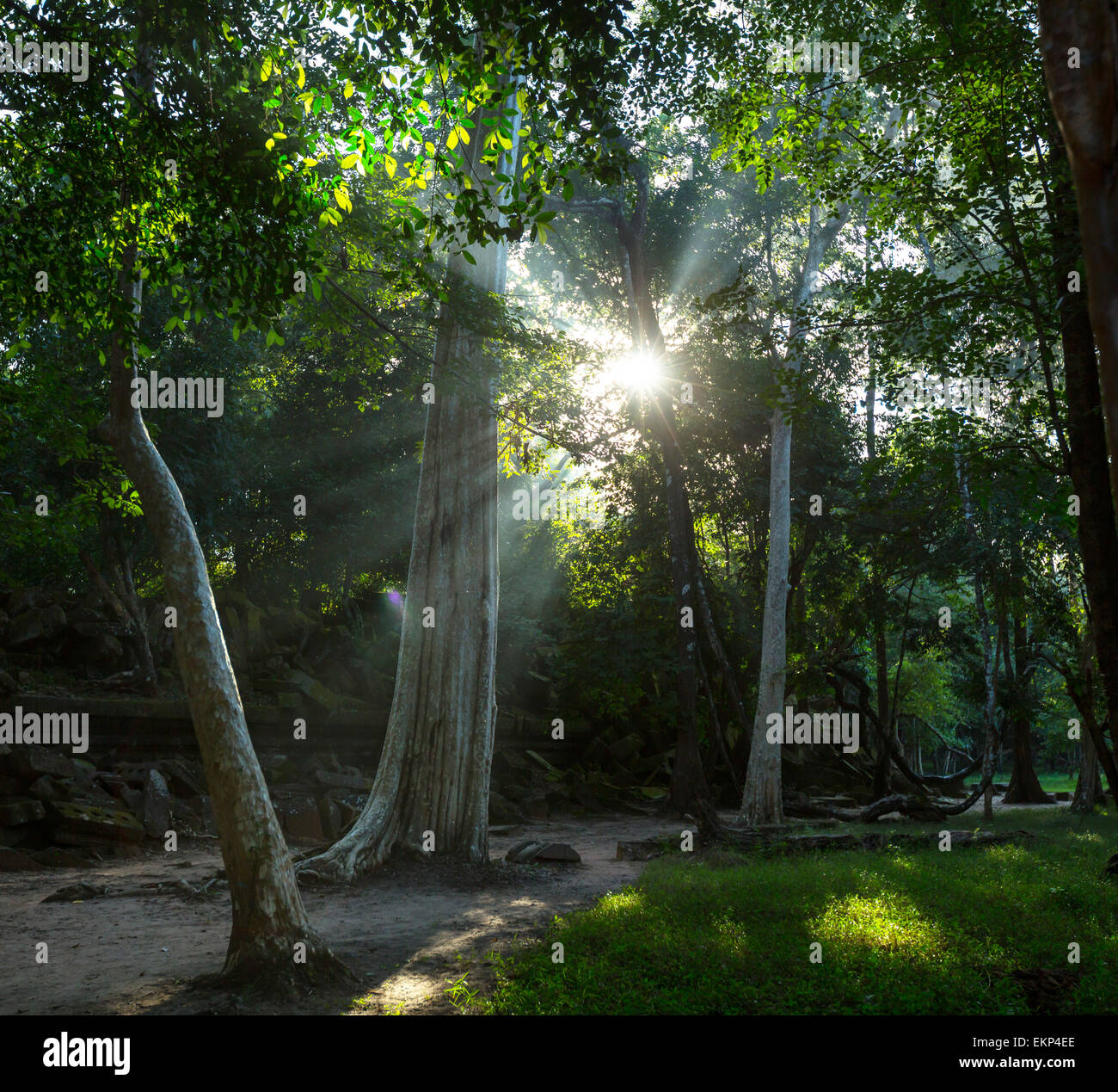 Beams in forest Stock Photo - Alamy