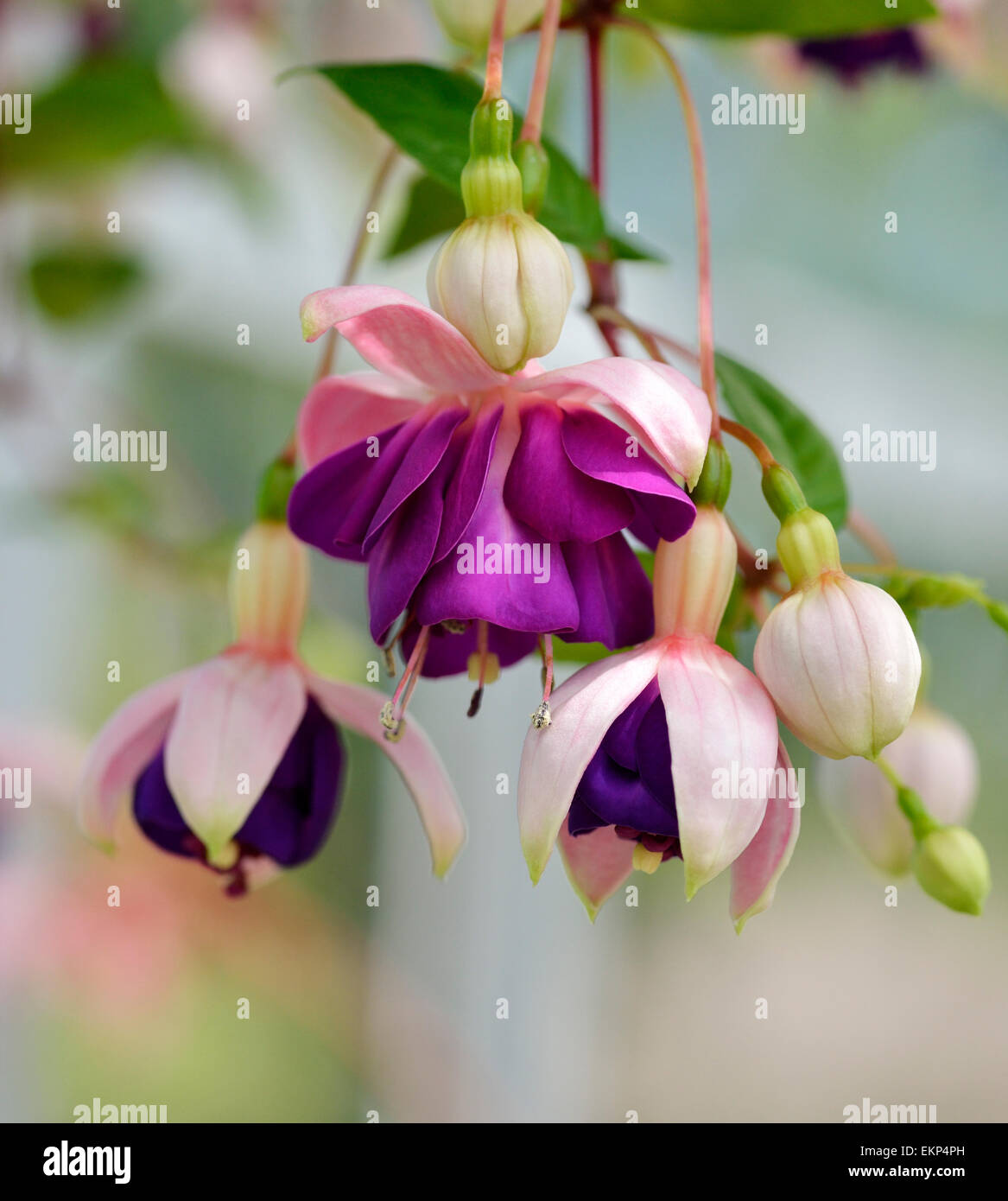 Fuchsia bloom hi-res stock photography and images - Alamy