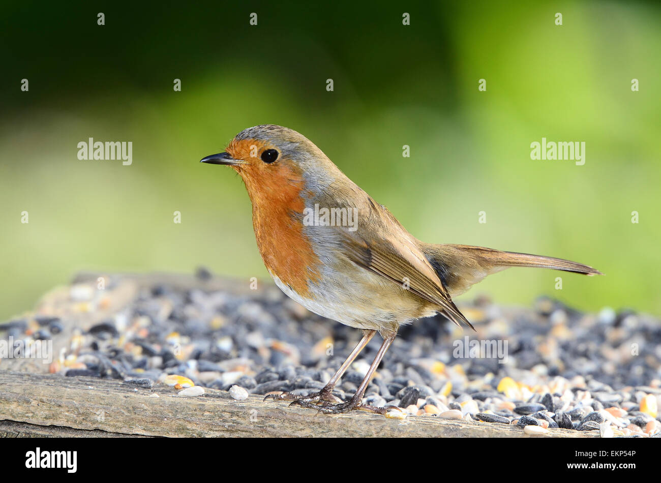 Robin redbreast erithacus rubecula hi-res stock photography and images ...