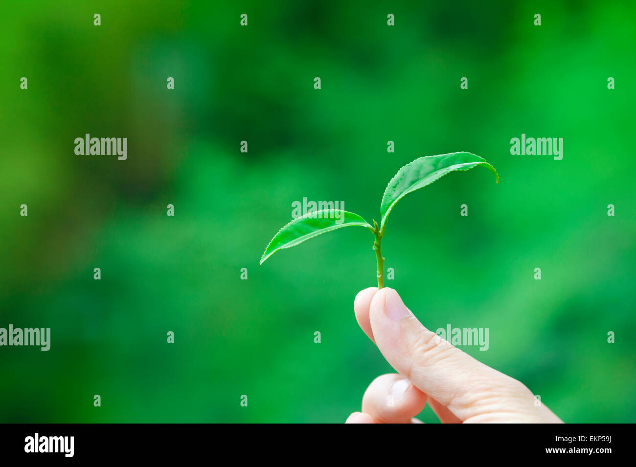 hand holding tea leaf and tea garden background Stock Photo - Alamy