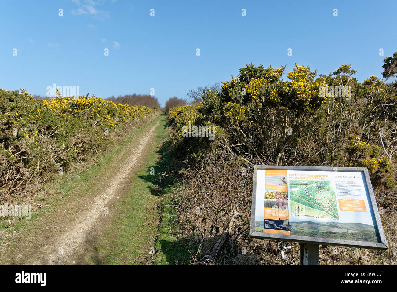 Regeneration of Heathland, Brighstone Forest, Tennyson Trail, Isle of ...
