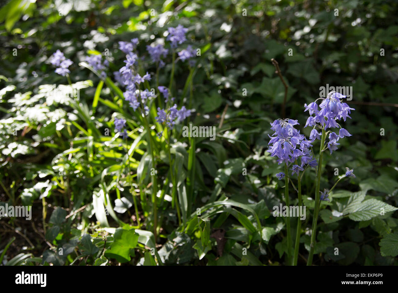 Wild bluebells growing in woodland. Spring flowers Stock Photo - Alamy