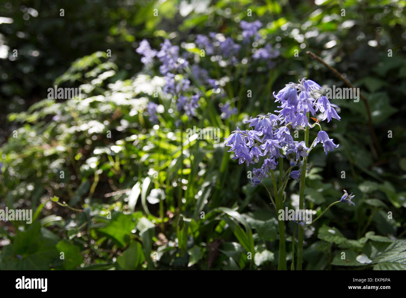 Wild bluebells growing in woodland. Spring flowers Stock Photo - Alamy