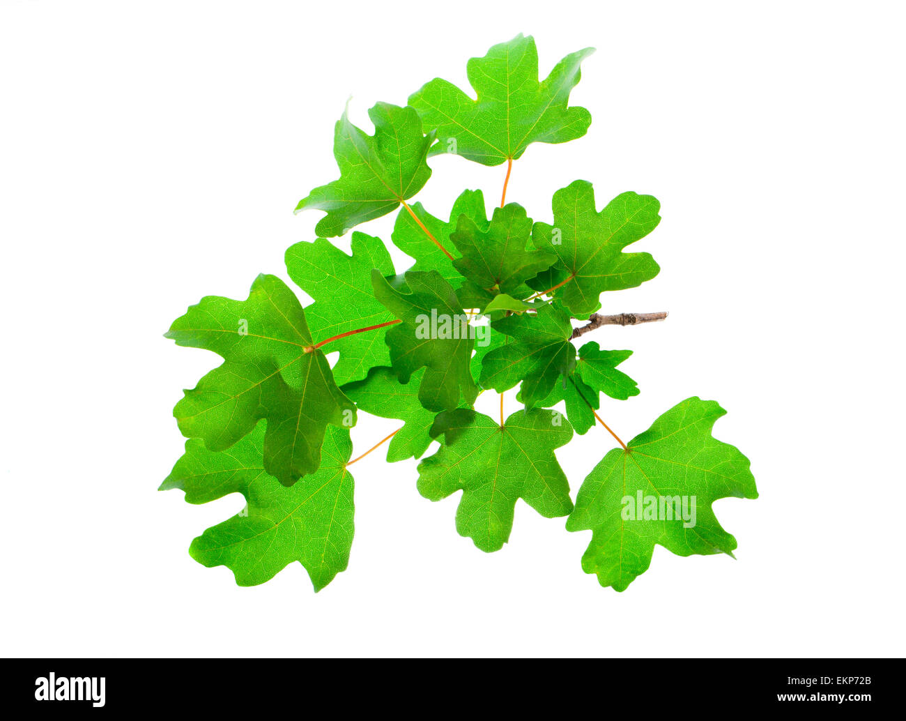 Leaves on tree Cut Out Stock Images & Pictures - Alamy