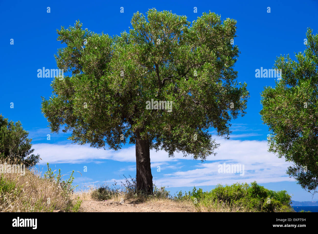 Spanish olive tree hi-res stock photography and images - Alamy