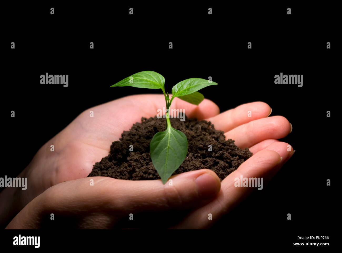 Hands in plant Stock Photo - Alamy