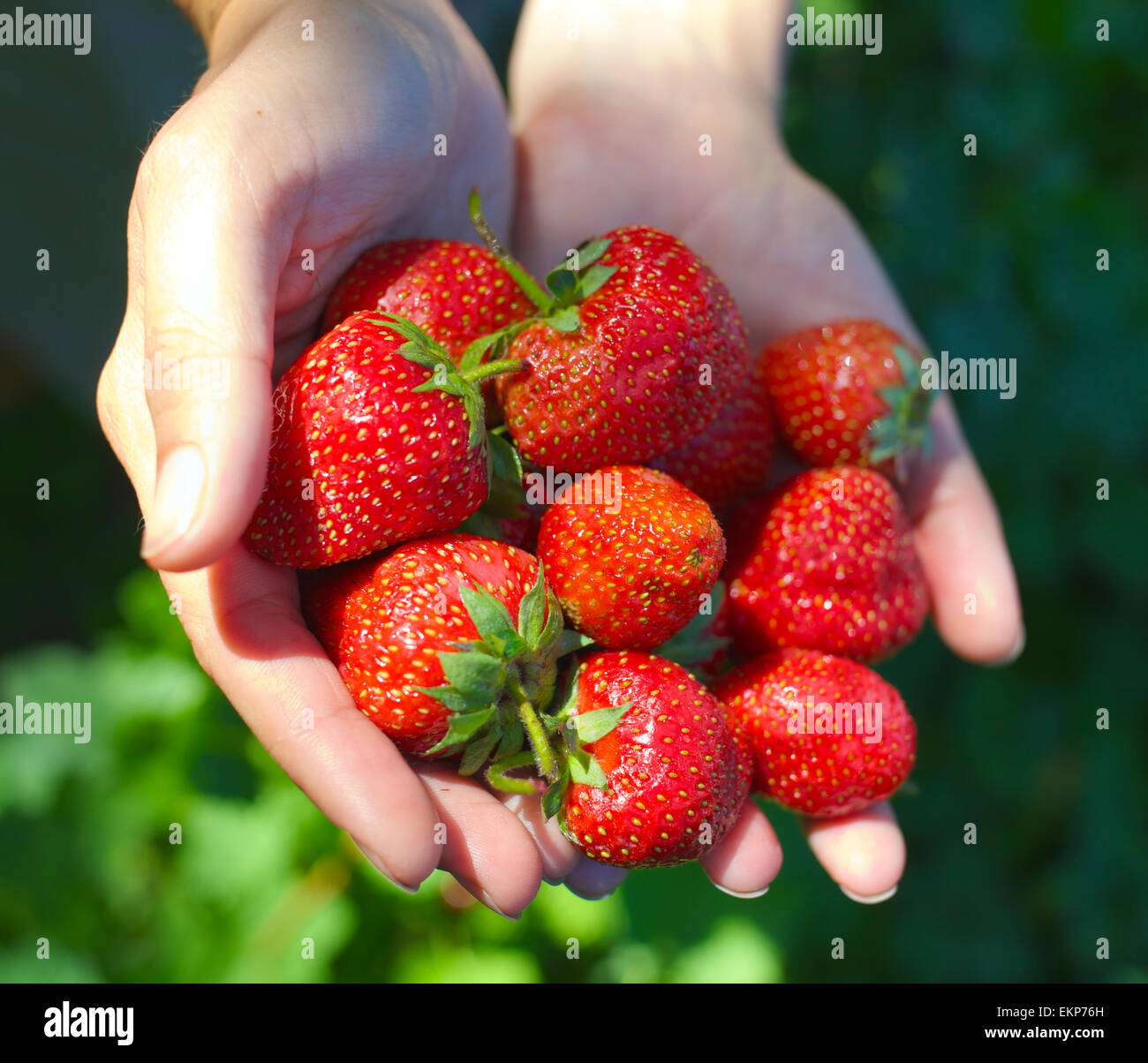 hands holding strawberries Stock Photo - Alamy